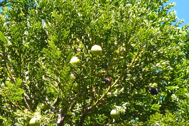 ARBORETUM: ÁRBOLES FANTÁSTICOS, el pino colombiano