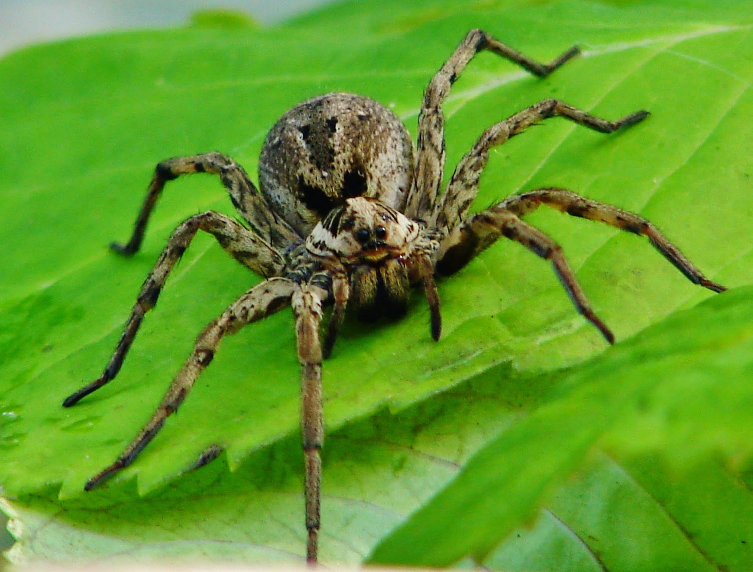 BREATHTAKING: Scurrying Spider