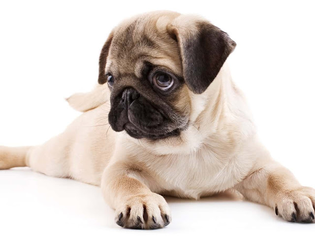 10 Lines On My Pet Dog In English Few Important Lines On My Pet Dog 10-lines-on-my-pet-dog-in-english-few-important-lines-on-my-pet-dog