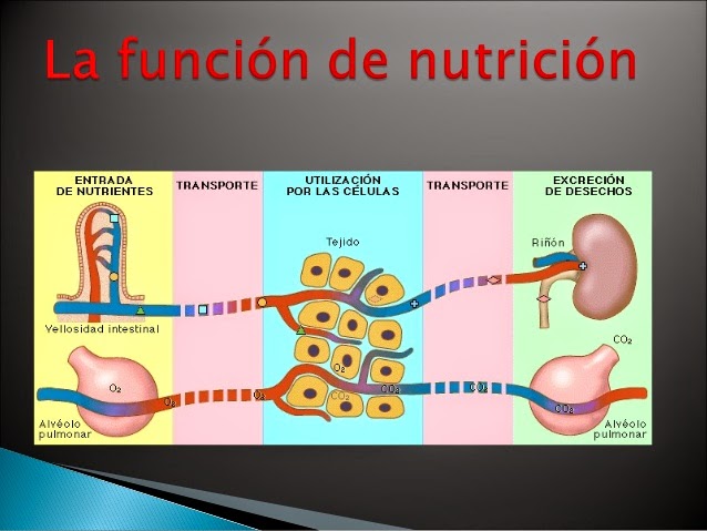 EL BLOG DE SEXTO: TEMA III - LA FUNCIÓN DE NUTRICIÓN - 3 ...
