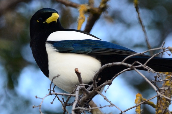 Bourbon, Bastards, and Birds.: Yellow-billed Magpies of Convenience