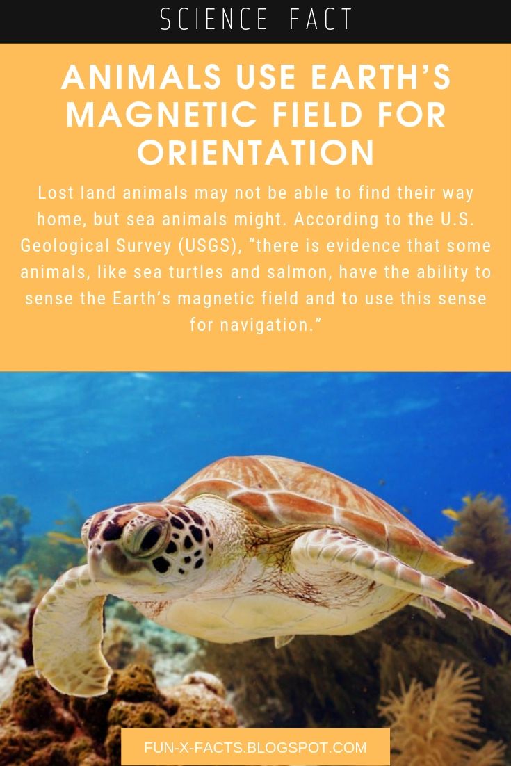 Science fact: Animals use Earth’s magnetic field for orientation ...