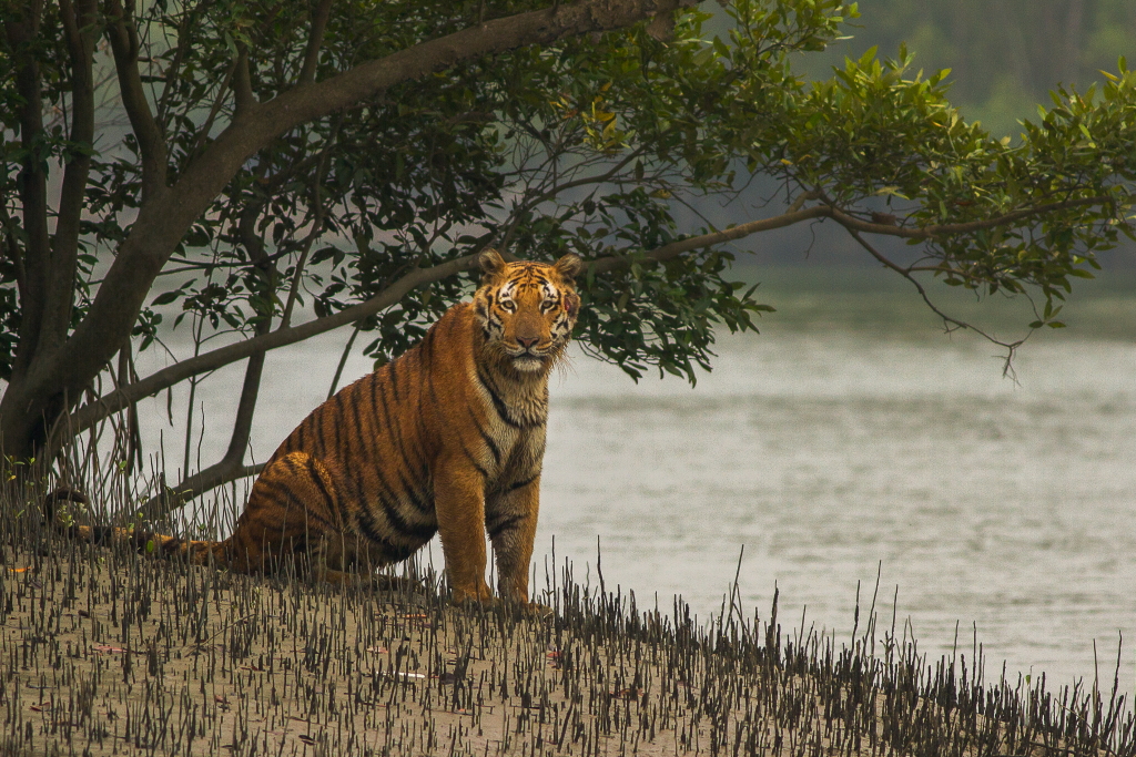 Indian Sundarban: An in-depth understanding: Epic tiger sighting at ...