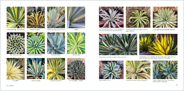 Coming soon: groundbreaking agave book by Jeremy Spath and Jeff Moore