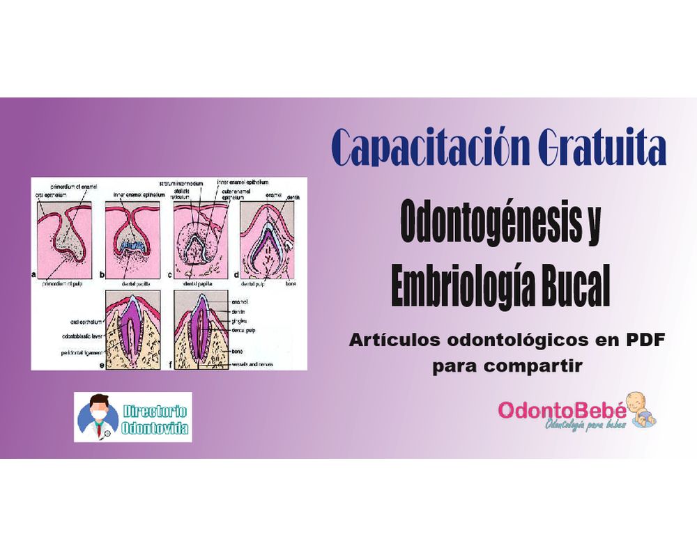 Capacitación Gratuita - Odontogénesis y Embriología Bucal - Artículos ...