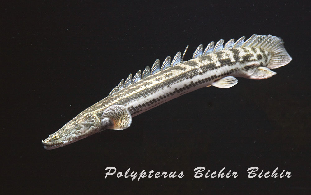 Polypterus Lapradei