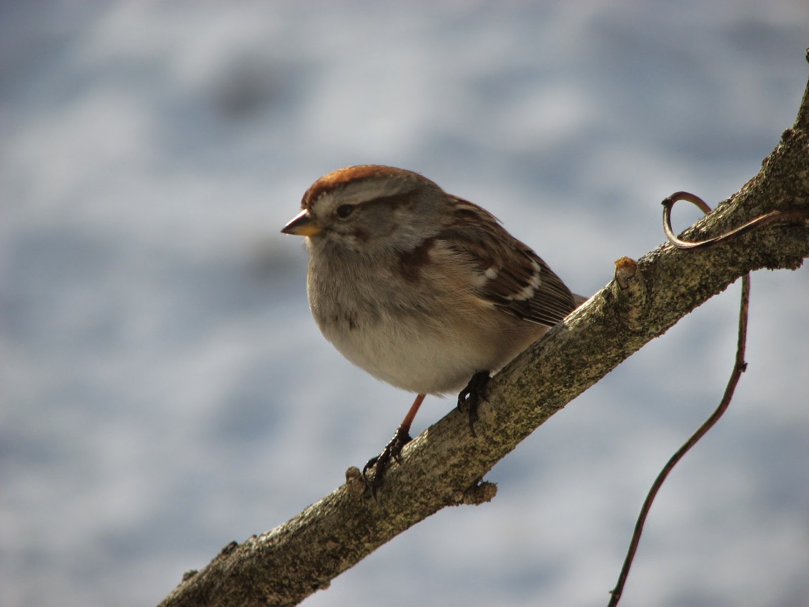 South Burlington birds: American Tree Sparrow photos | Litter with a ...