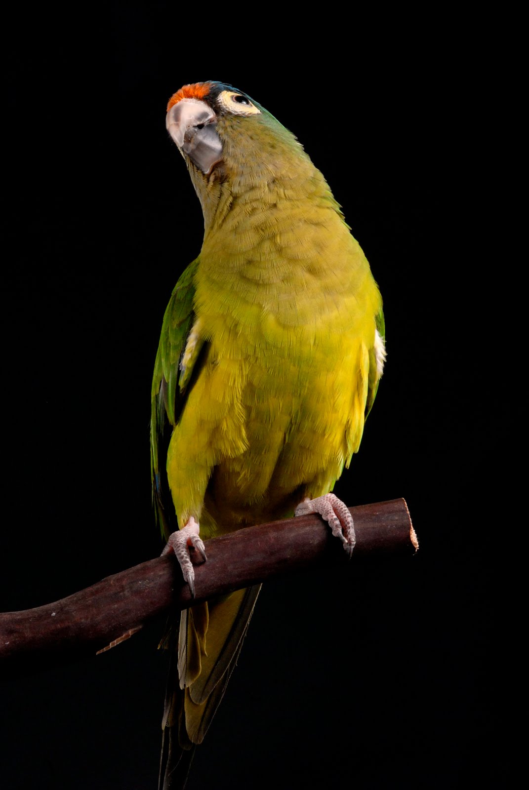 worstphotographerever: Day 631 Disney a Half Moon Conure