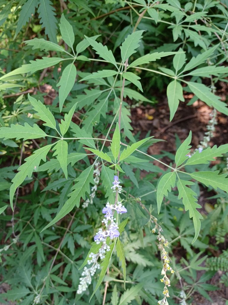Future Plants by Randy Stewart: Vitex - the Chaste Tree family
