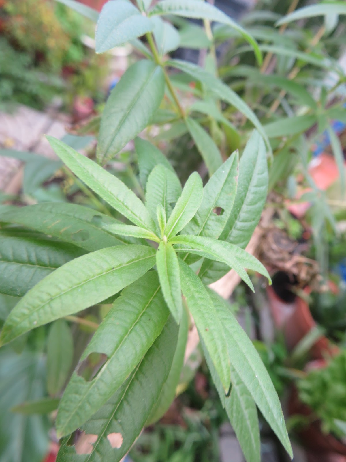 O melhor Alentejo do Mundo: Lúcia Lima