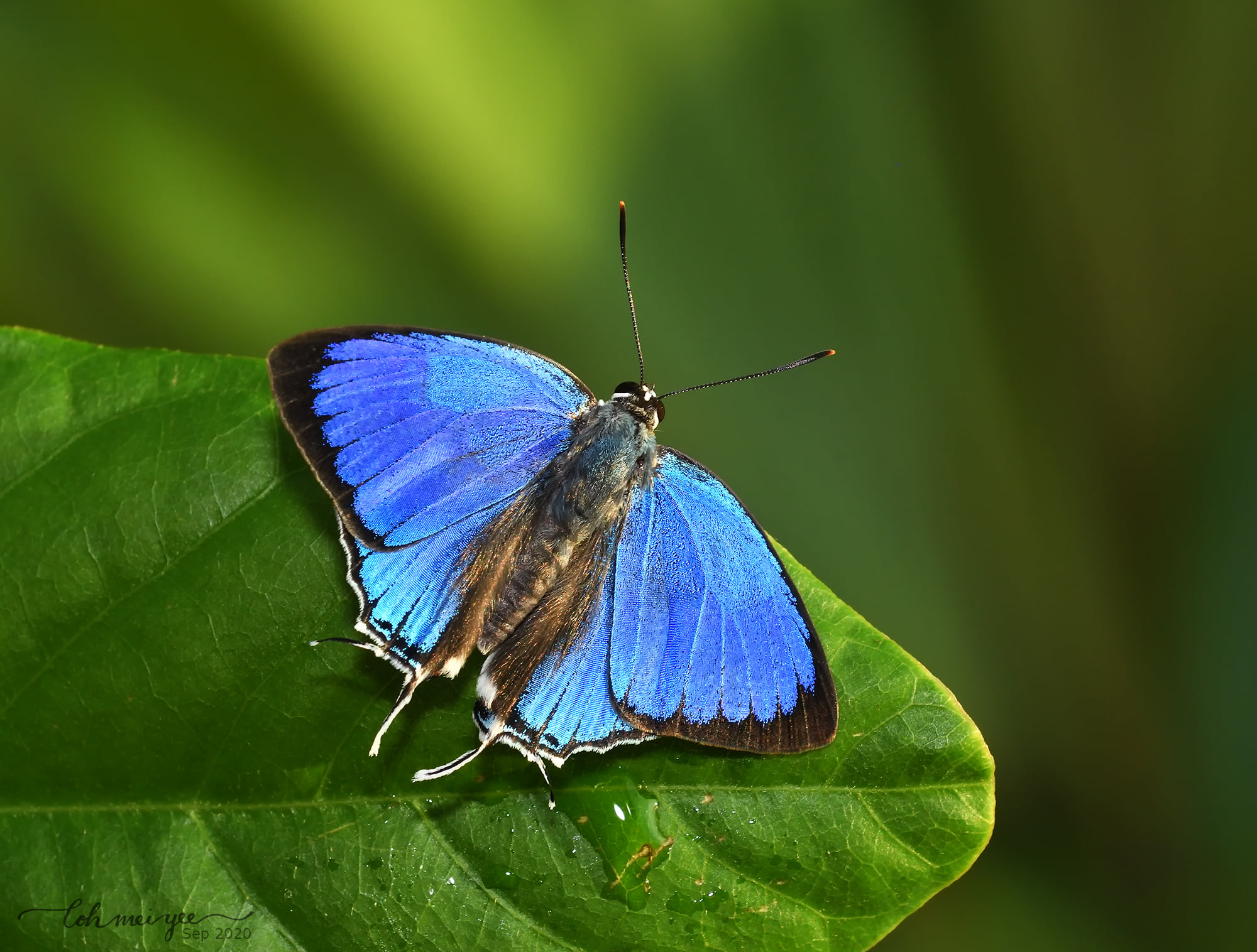 Butterflies of Singapore: Sep 26, 2021