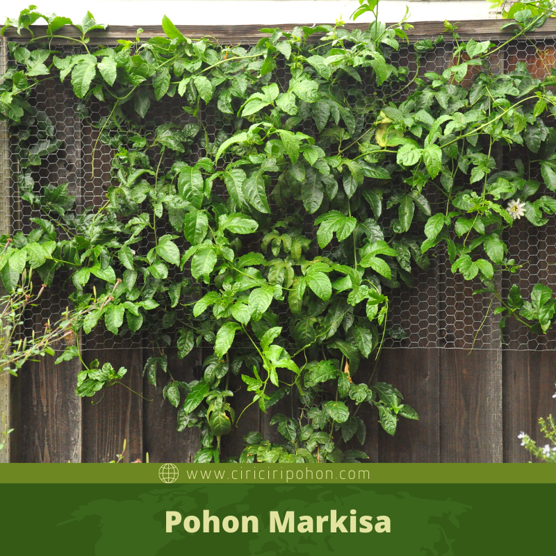 Ciri Ciri Pohon Markisa (Passiflora edulis) Di Alam Liar - Ciriciripohon.com