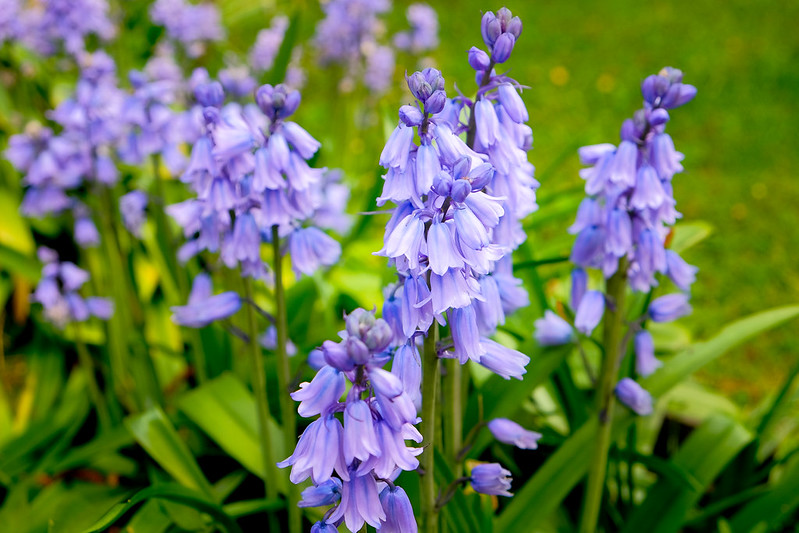 The blue forest, Hallerbos — Belgium