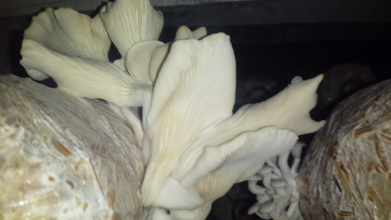 TRACING CHALLENGES AND OPPORTUNITIES : AMAIZING MUSHROOM FROM MAZIMBU ...