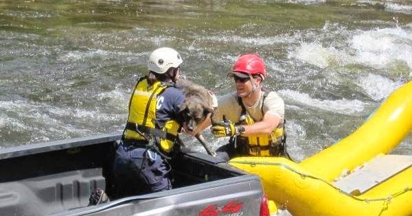 White Wolf : Dog rescued from submerged truck surrounded by raging ...