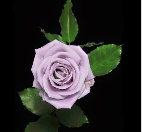 Wallpapers the most beautiful blue roses | Gallery Wallpaper HD