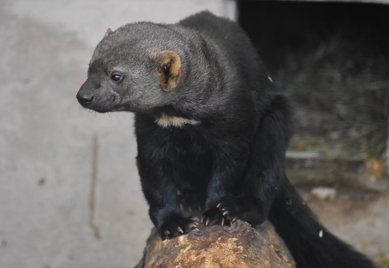 ZOOTOGRAFIANDO (MI COLECCIÓN DE FOTOS DE ANIMALES): TAIRA / TAYRA (Eira ...