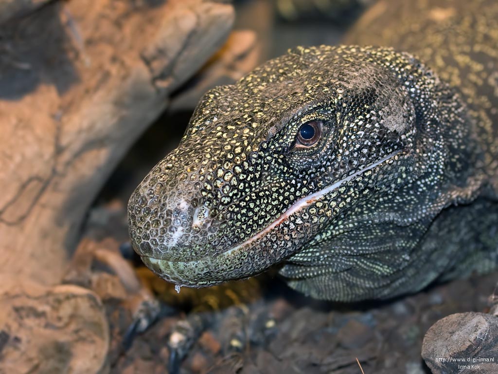 Irma's Natuurbeleving : Reptielen/ Reptiles