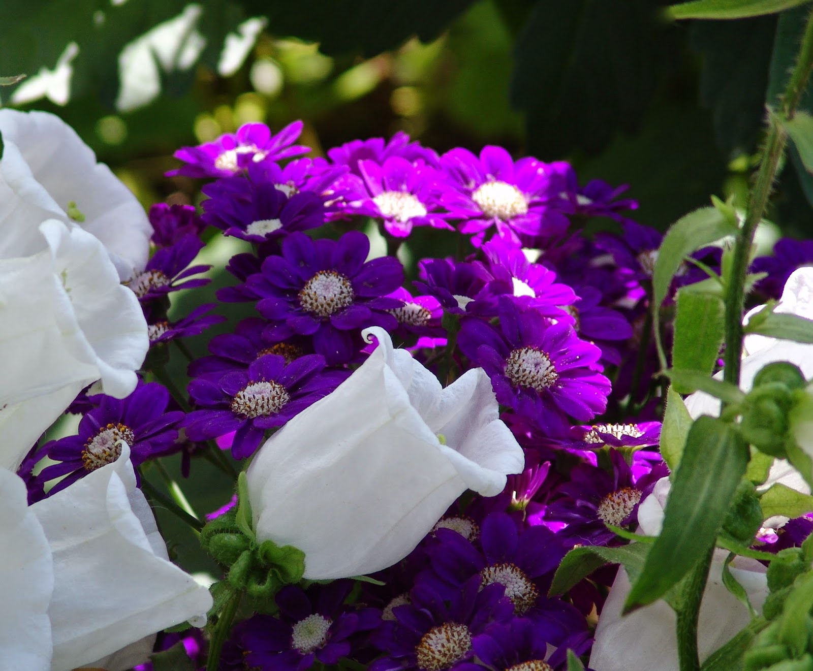 SITKAVORES: FLOWERS - Annual