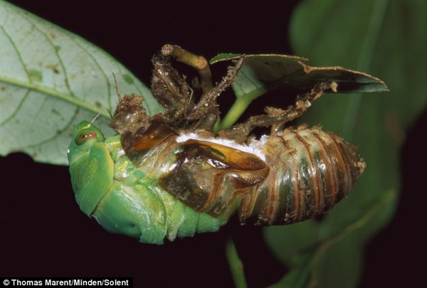 Creativity: See .. Photos of how amazing insect transformation into a ...