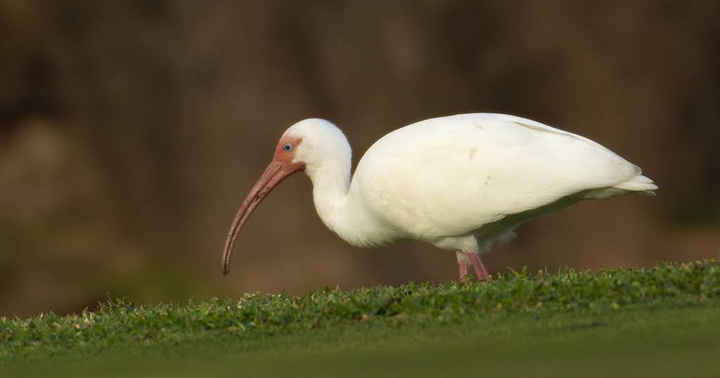 Aves del Nea: Ibis Blanco (White Ibis) Eudocimus albus (Linnaeus, 1758)