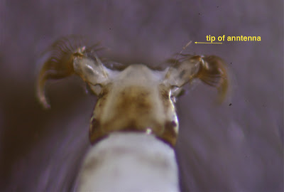 Aquatic Insects of Central Virginia: Stream Report: Long Island Creek ...