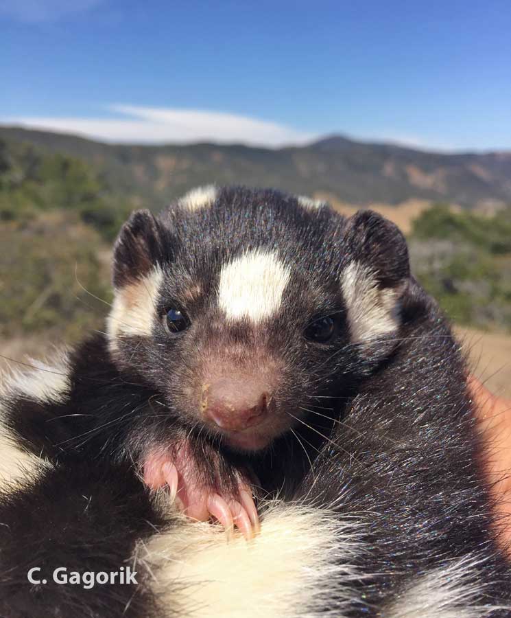Friends of the Island Fox: Island Foxes and Island Spotted Skunks ...