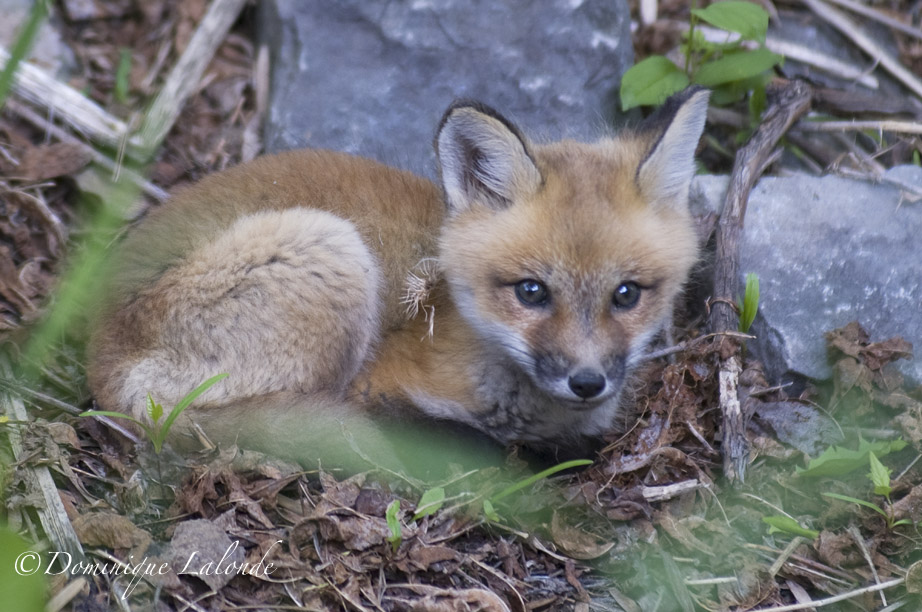Dominique Lalonde Wildlife Photographer: Bébé renard roux