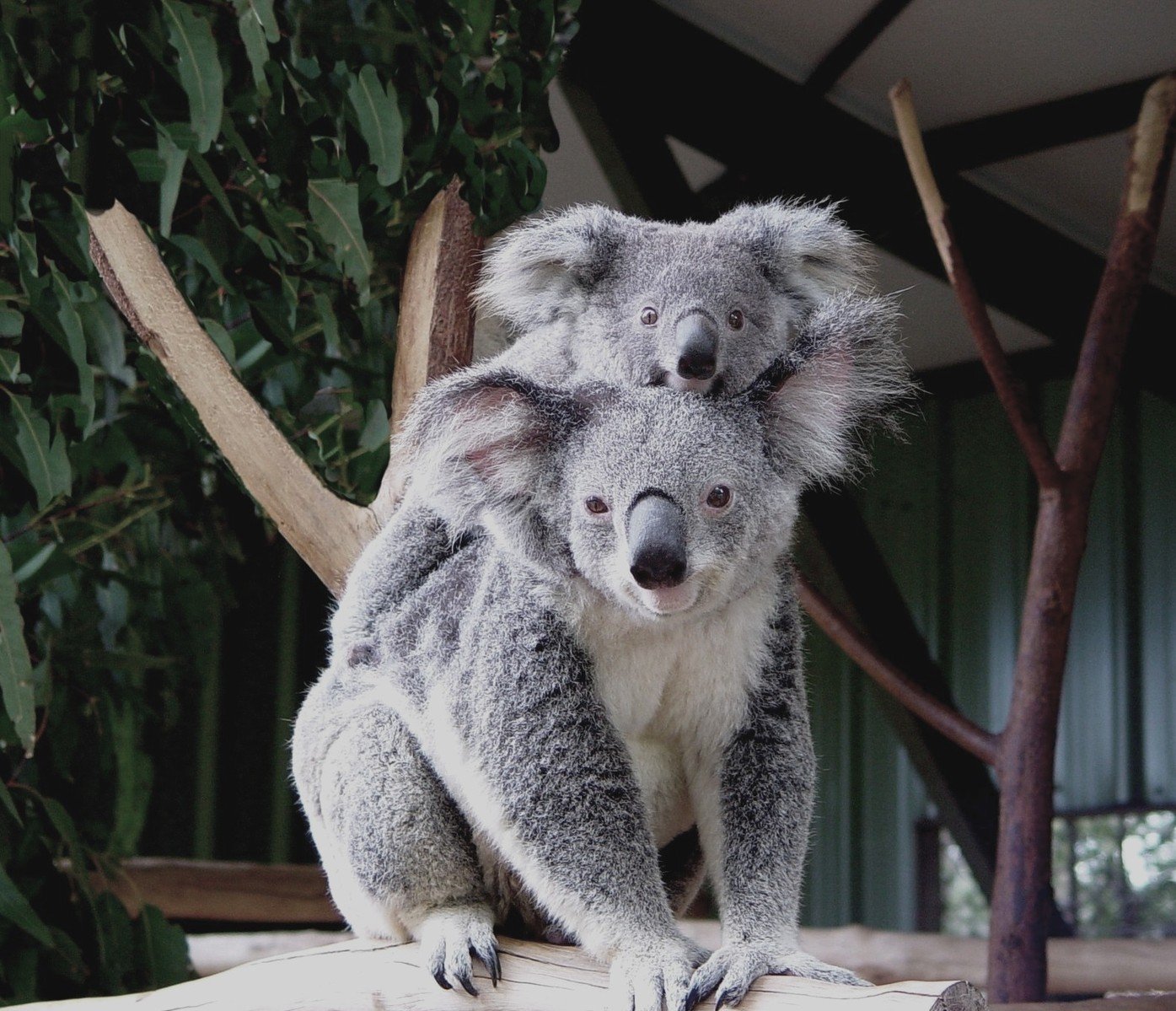 10 Fun Facts About Koalas