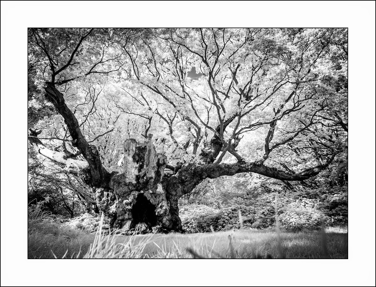 My Photography: Old Knobbly of Mistley Essex.