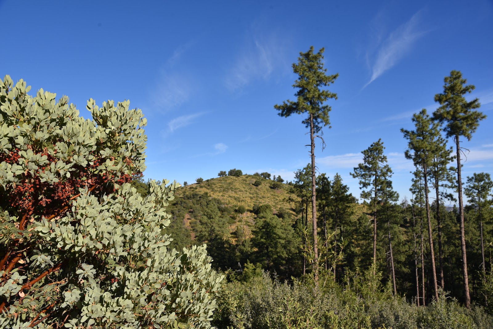Arizona Hiking: SMITH RAVINE