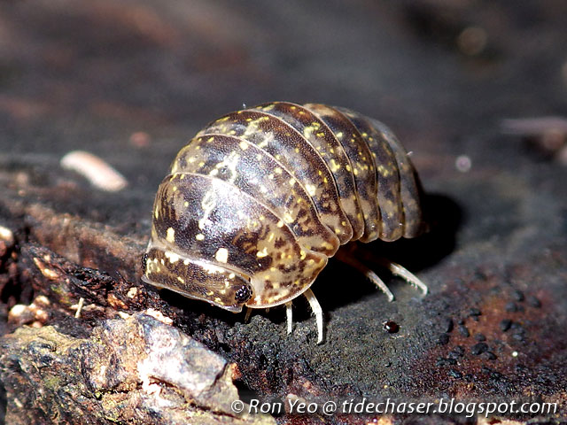 tHE tiDE cHAsER: Isopods (Phylum Arthropoda: Order Isopoda) of Singapore
