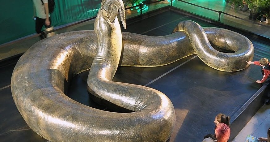 Titanoboa : What If Titanoboa Snake Didn't Go Extinct? - YouTube ...