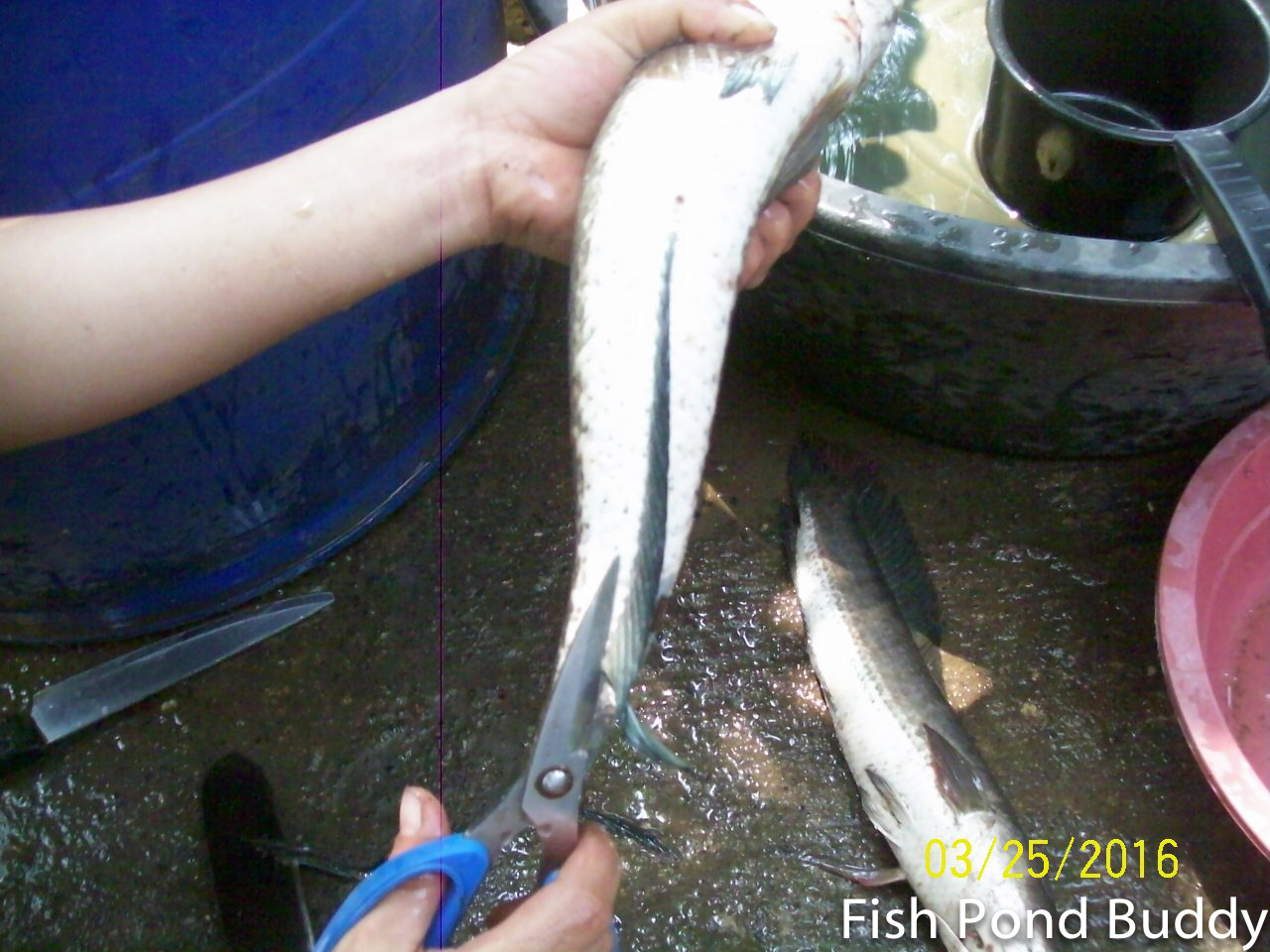 Fish Pond Buddy: How to Clean Mudfish ("Dalag")