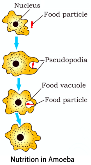Chapter 6: Life Processes | CBSE Class 10 | NCERT Notes - NotesPedia
