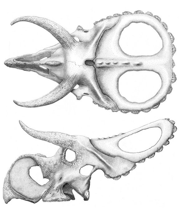Species New to Science: [Paleontology • 2013] Nasutoceratops titusi • A ...