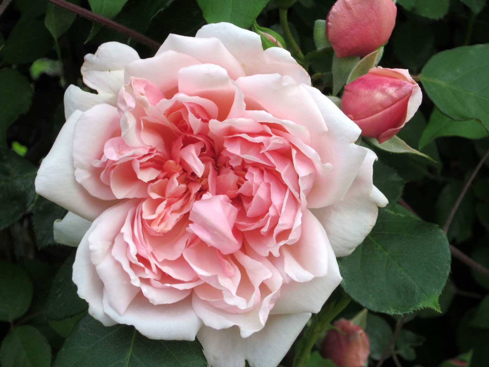 Widow's Endorphins: David Austin, The Godfather of the English Rose