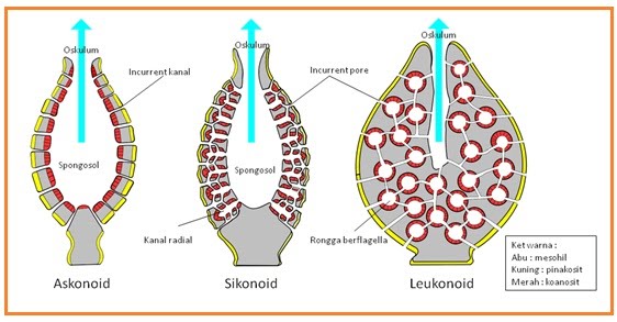 BIOLOGI GONZAGA: ANIMALIA PORIFERA - COELENTERATA