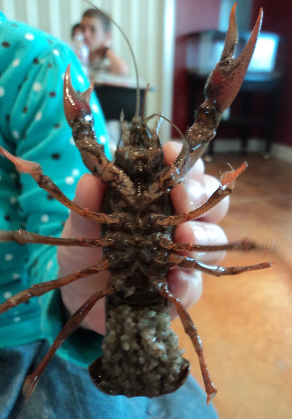 the Plain Professors: Crawdad Babies and Unknown Bones