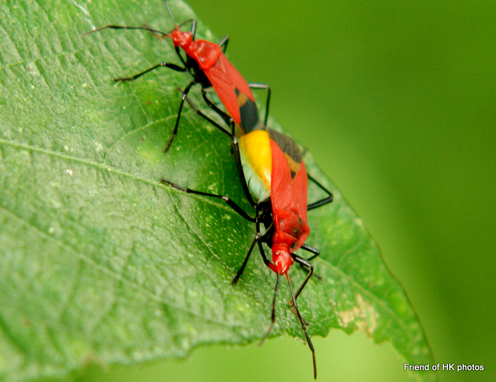 Photographic Wildlife Stories in UK/Hong Kong: Colourful Bugs