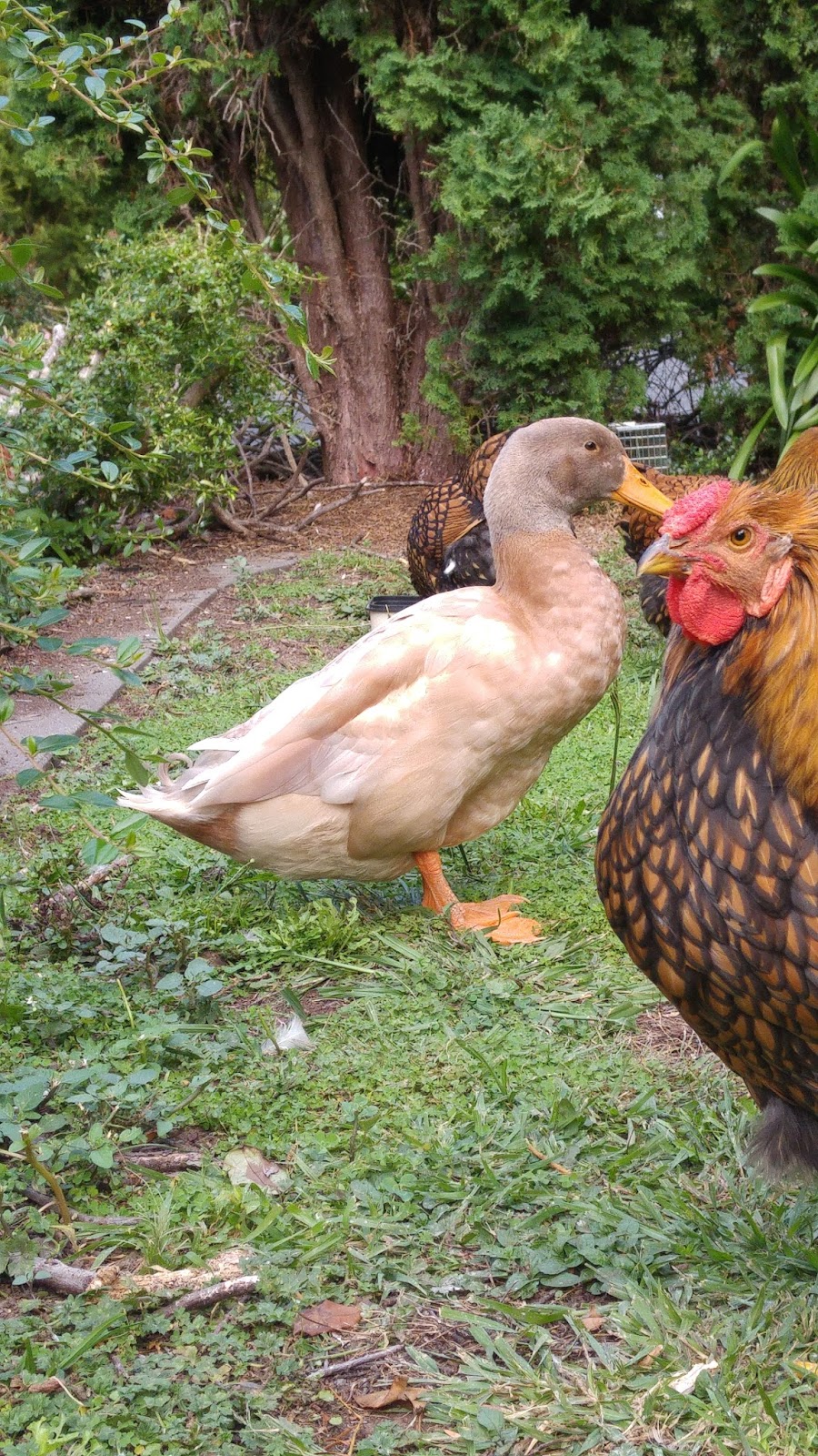 Cheeps and quackers: The Buff Duck Ladies first eggs