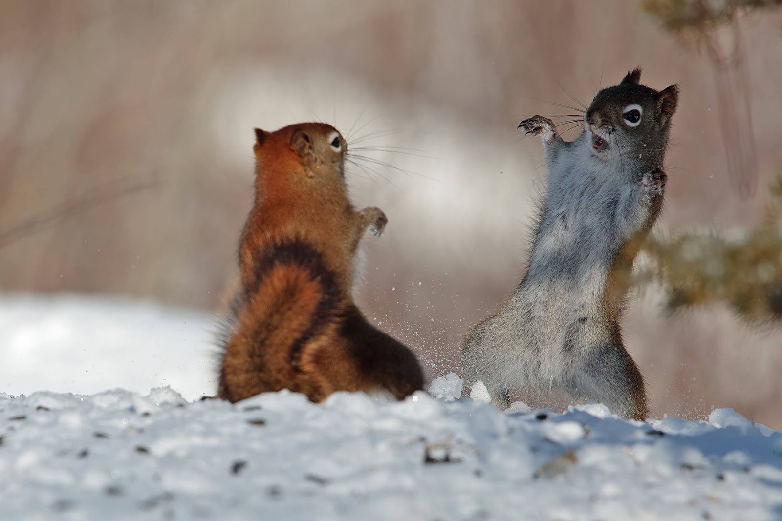 Funny animals of the week - 19 February 2016 (40 pics) | Amazing Creatures