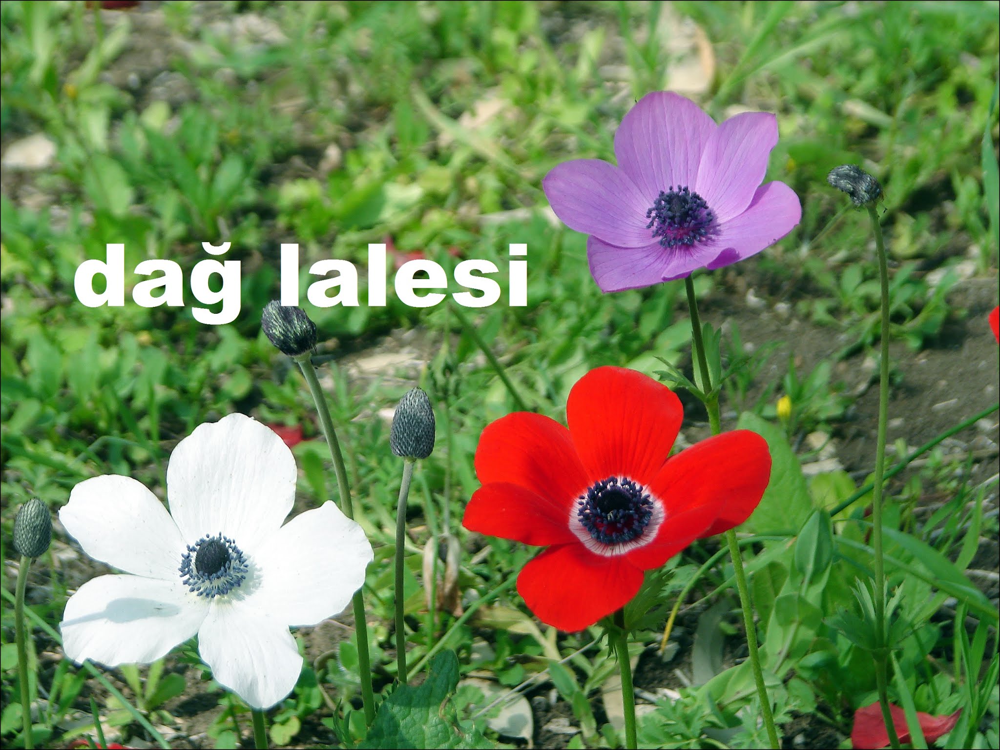 dağ lalesi - BilginCin