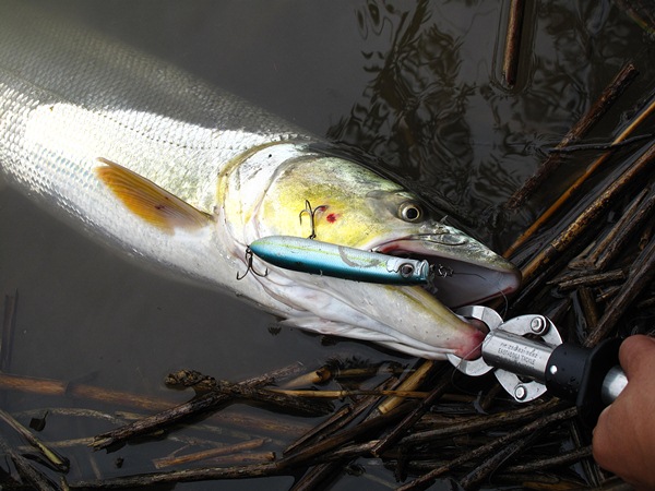 ANGLING WORLD 魔魚釣界: Monster Fish in China - Yellow Cheek!!