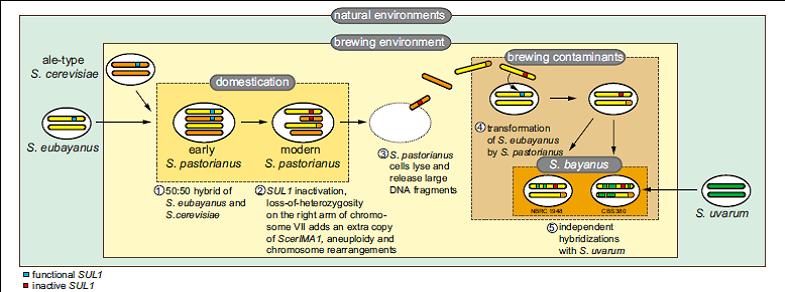 Curiosidades de la Microbiología: agosto 2011