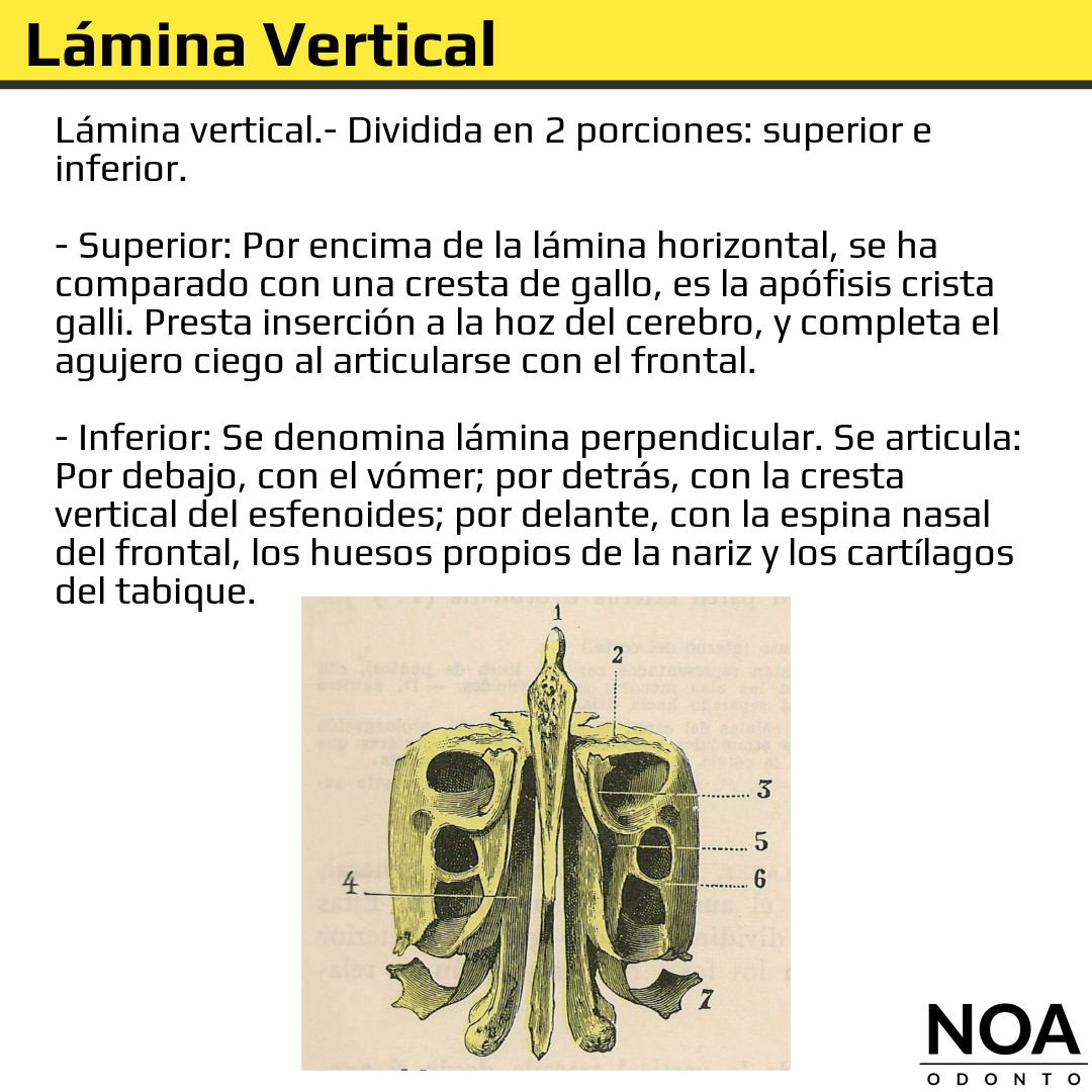 HUESO ETMOIDES (Resumen Completo)