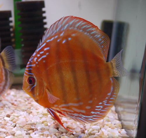 野生七彩神仙基因庫 Vivid wild Discus : 野生七彩神仙 wild discus Santarem red 聖塔倫紅