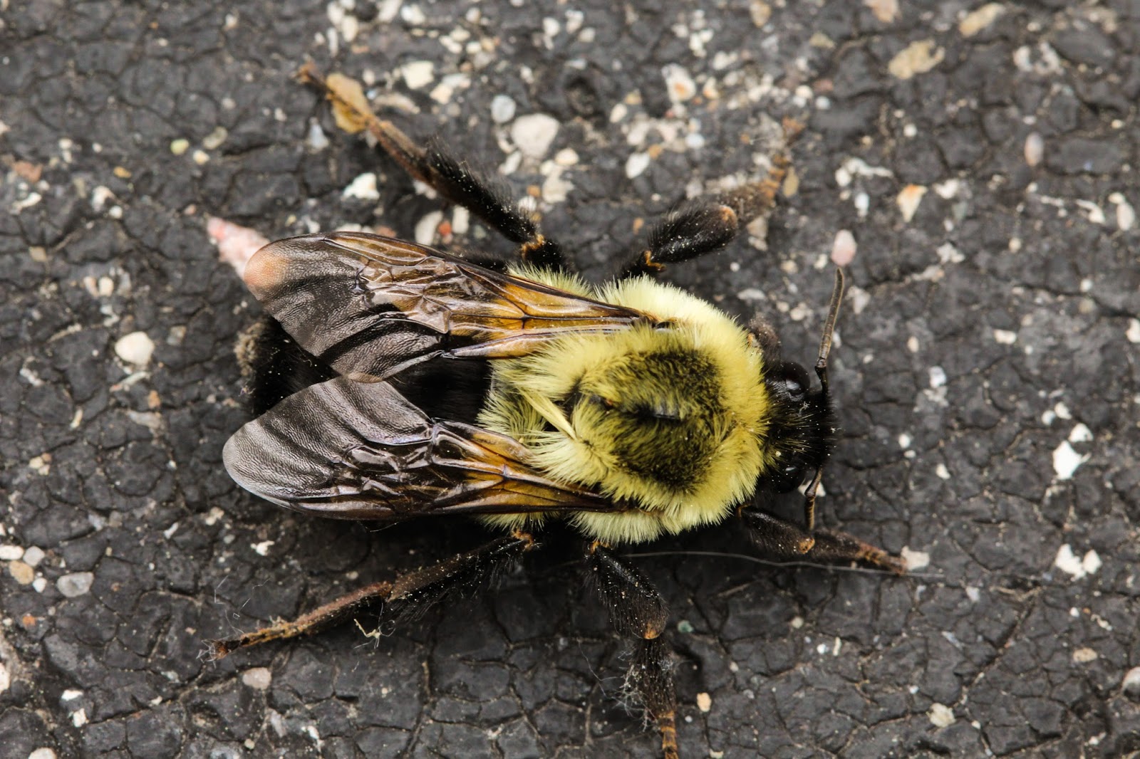 Swans,bees and flowers