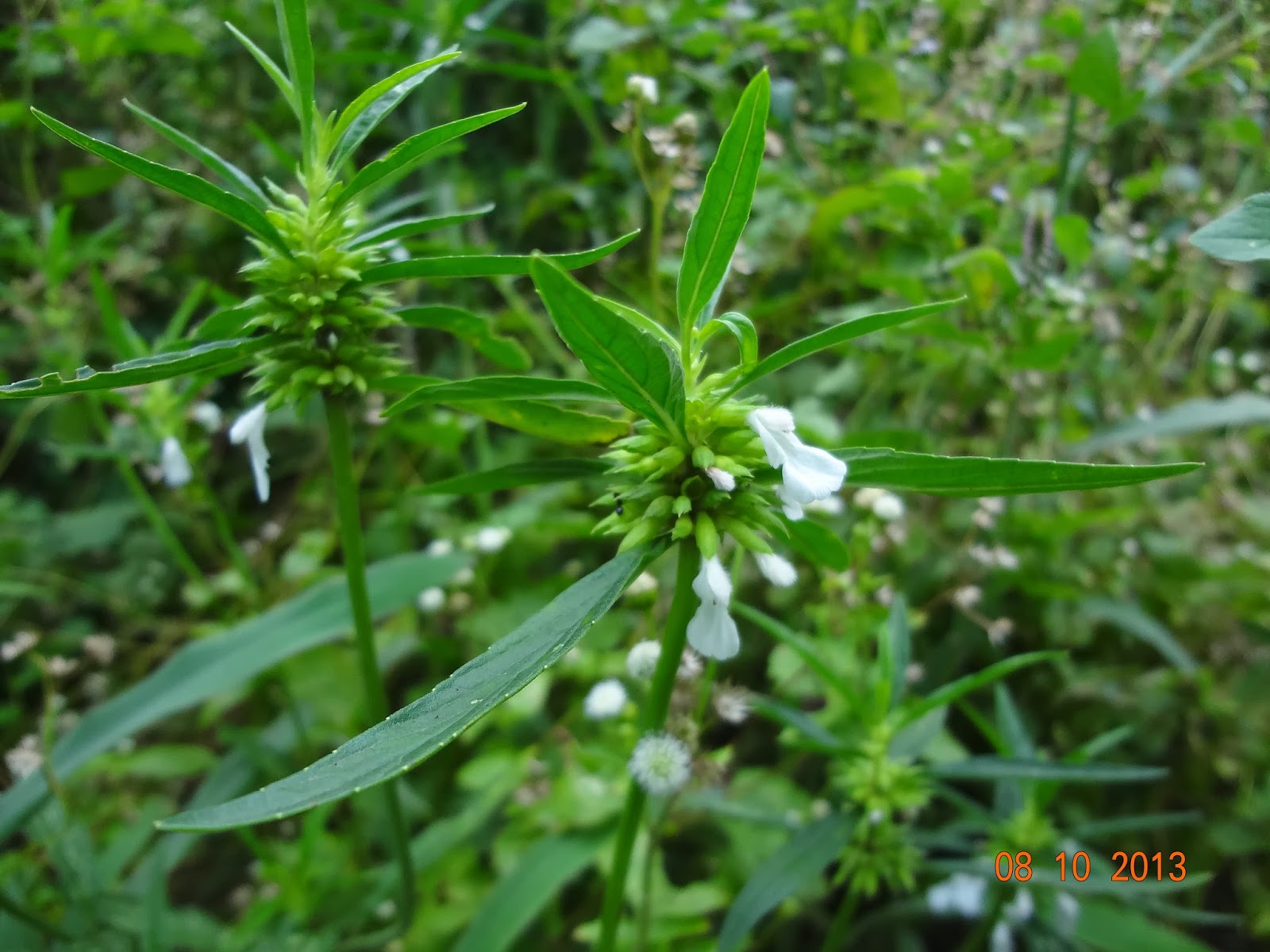 Herbal remedies: 65.Tumbai herb is helpful for skin eruptions and more