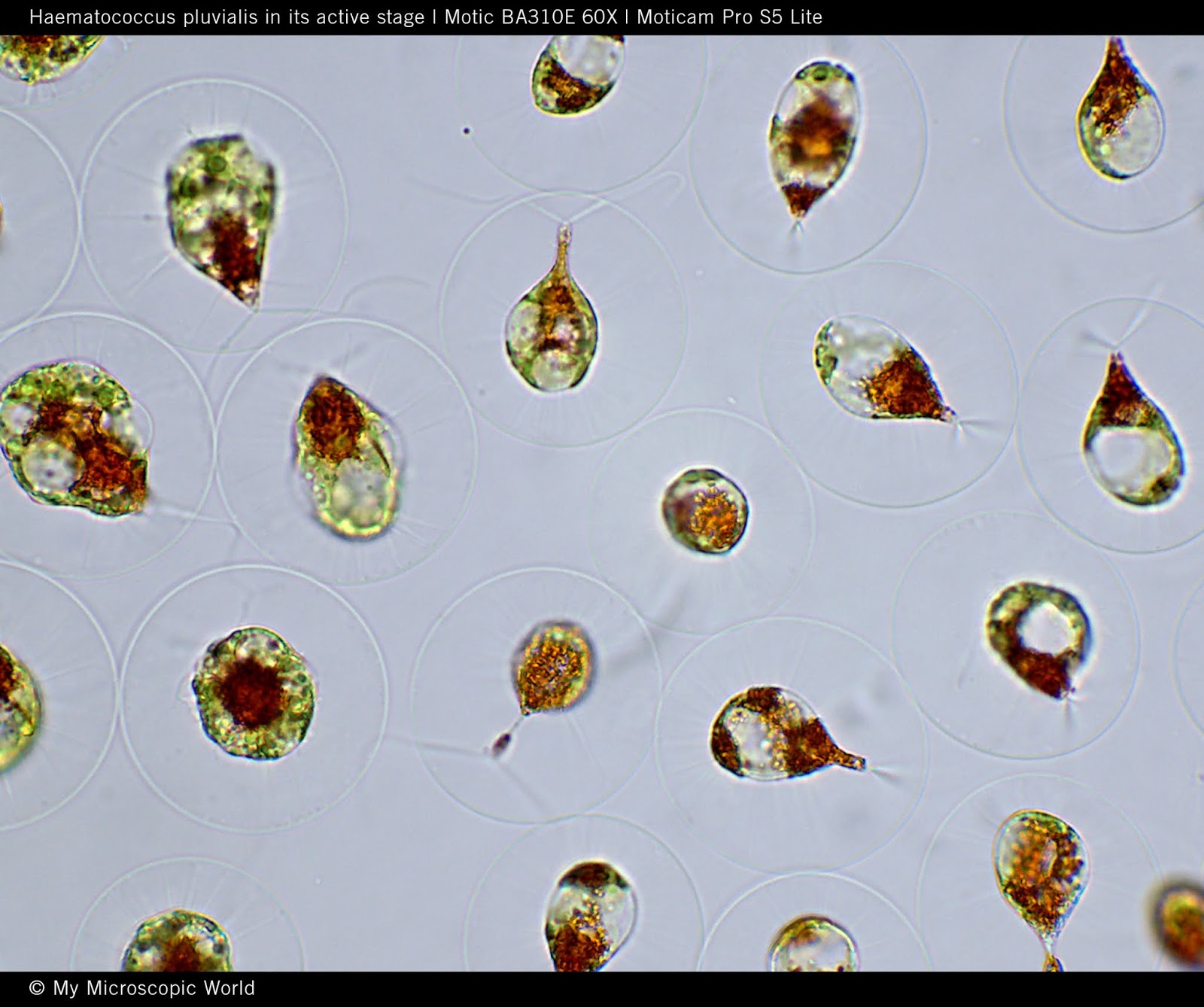 Motic Europe | Blog: Haematococcus pluvialis - The red colored green alga